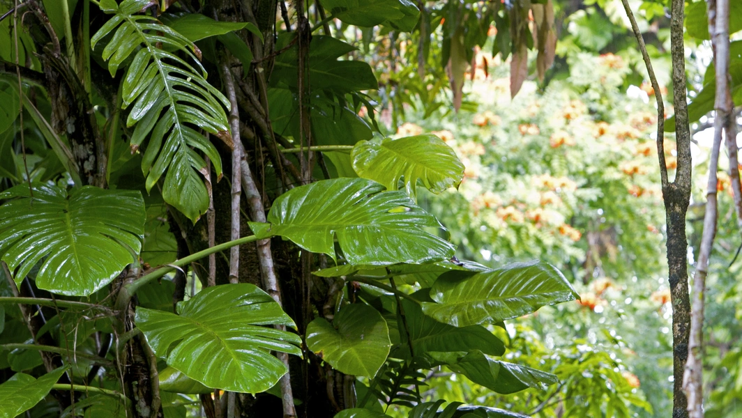 Philodendron care made simple for plant lovers