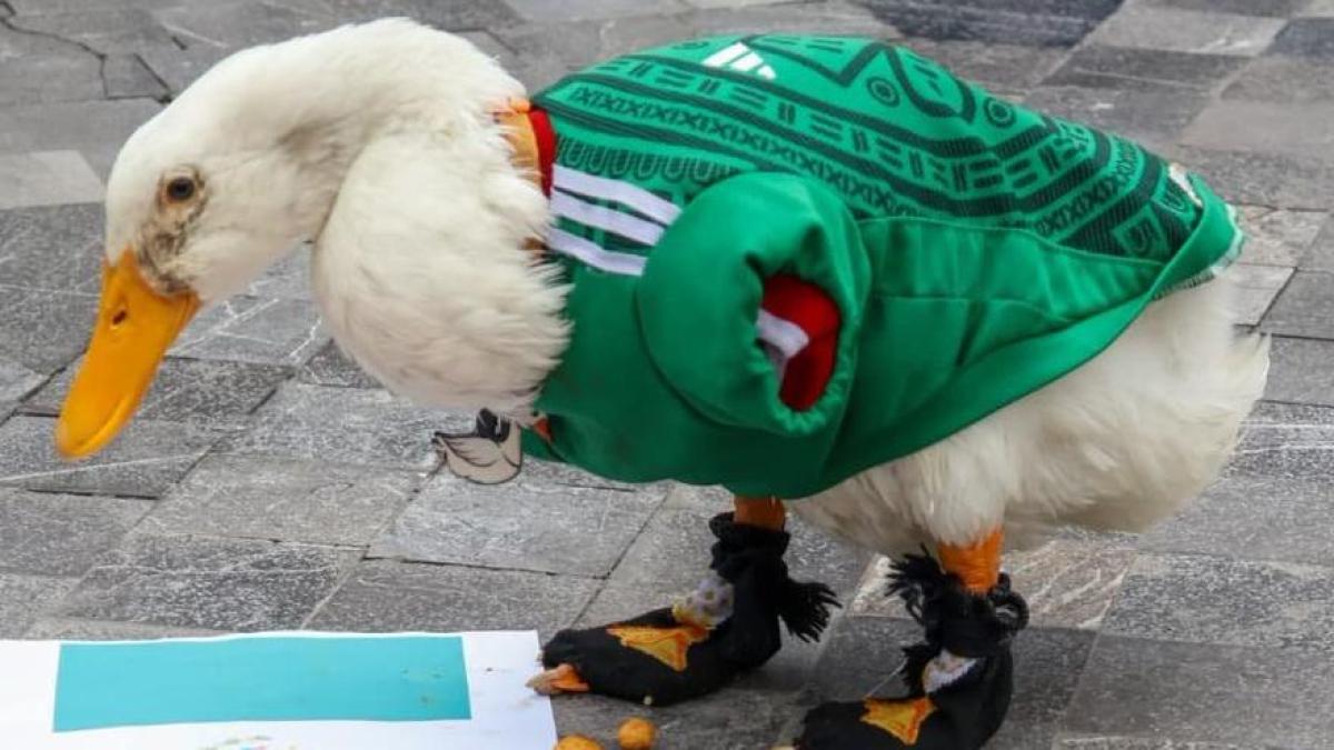 Video: ¡Merlín, el pato estrella del Mundial, ya tiene su propio corrido!