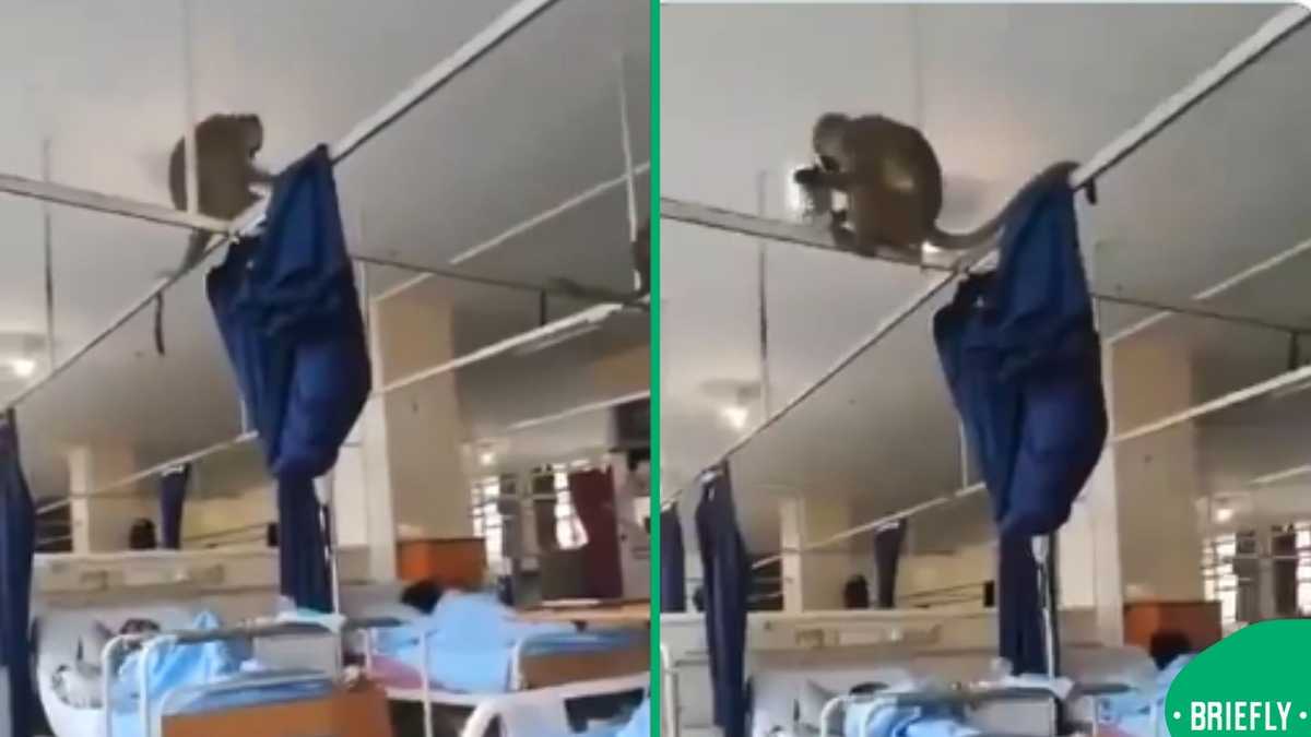 Unexpected visitors! Monkeysallegedly cause stir inside Dennilton ...