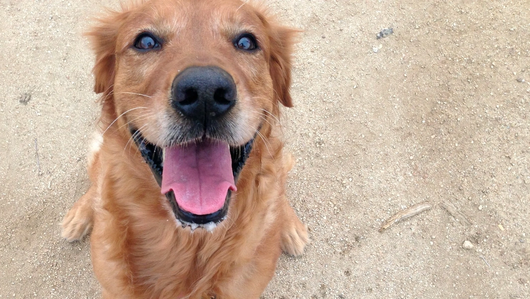 7 clear signs your dog loves you