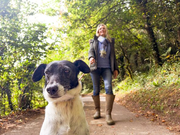 UK dog walkers face up to £500 fine from June 29th as new law comes ...