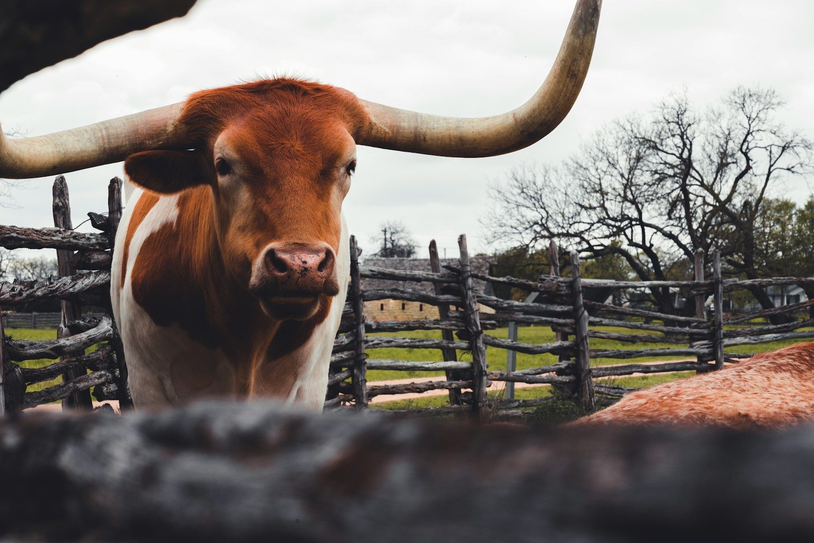Texas pushes fly factory plan to stop flesh-eating livestock parasite