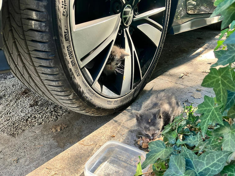 People call this cat an ugly beast—yet Labubu has thousands of fans