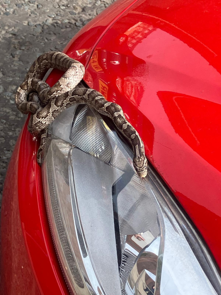 Snake rescued after being trapped in car engine for 20 miles