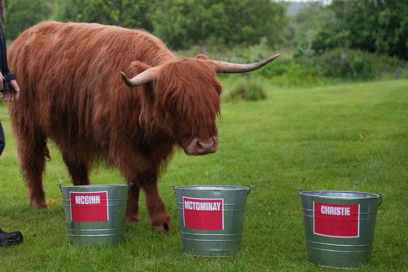 Highland cow dubbed Nostrada-moo predicts Scotland to make deep run in ...
