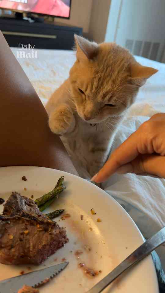 Naughty cat tries to steal owner's dinner