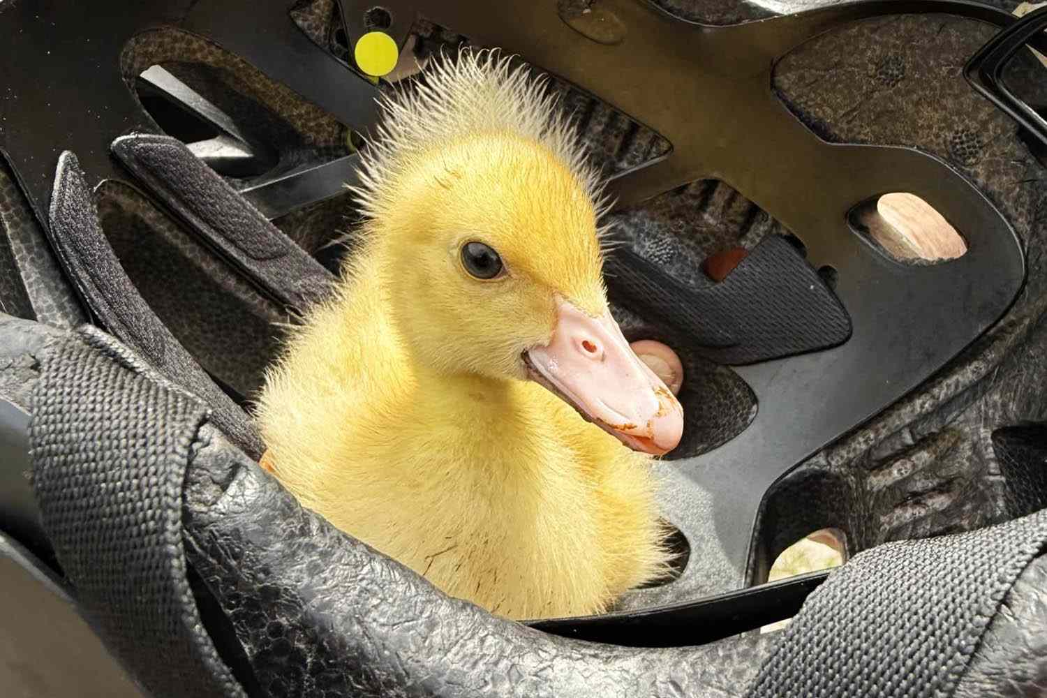 This duckling's rescue had a happy ending. Police say many others aren ...