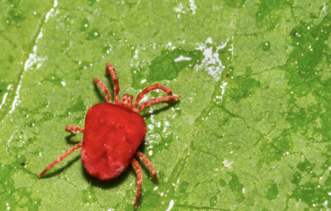 These SC critters are small, red & pack a mean itch. Here's how to ...