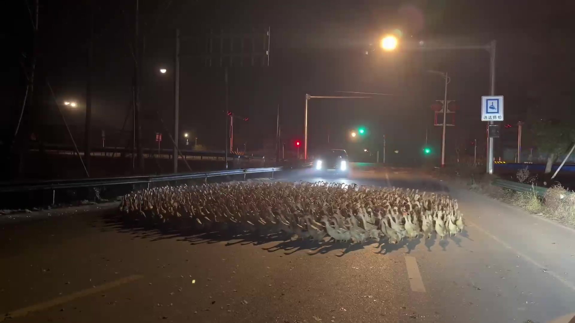 Hundreds of ducks filmed spinning in eerie circle formation