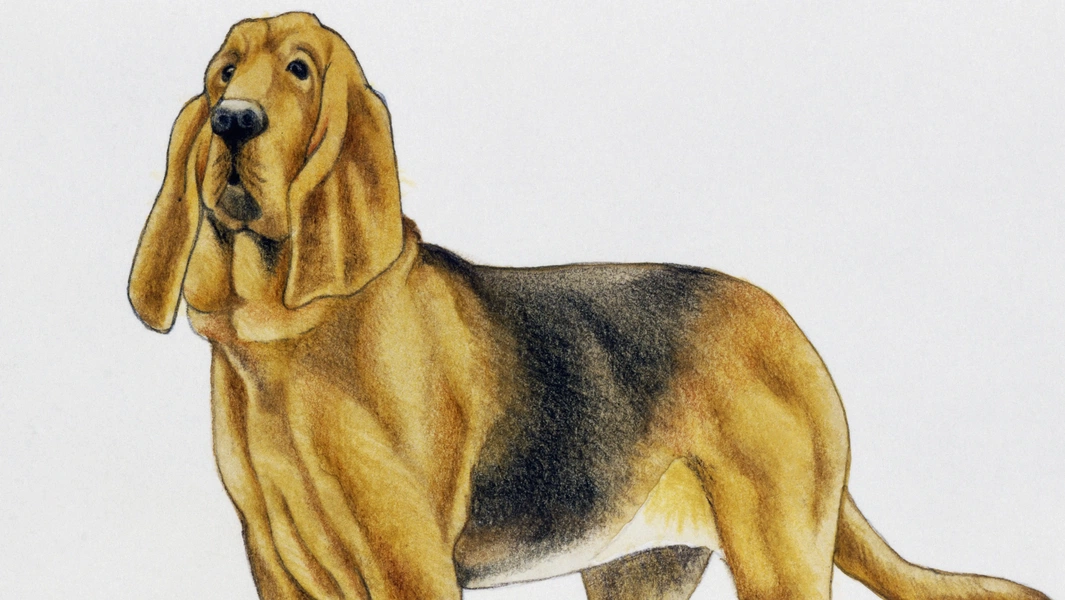 10 rare dog breeds at risk of disappearing