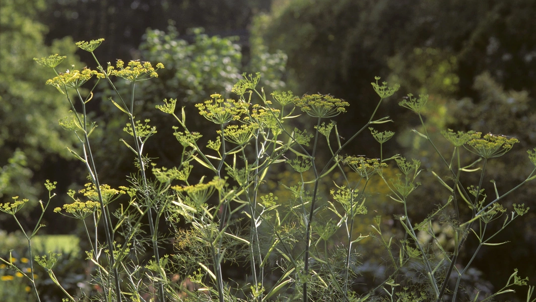 10 ideal companion plants for pineapple sage