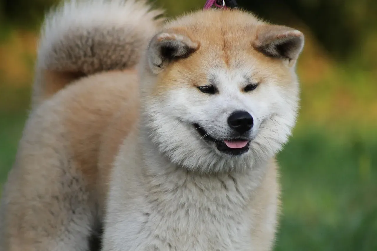 9 dog breeds that attach to one person so intensely it unsettles ...