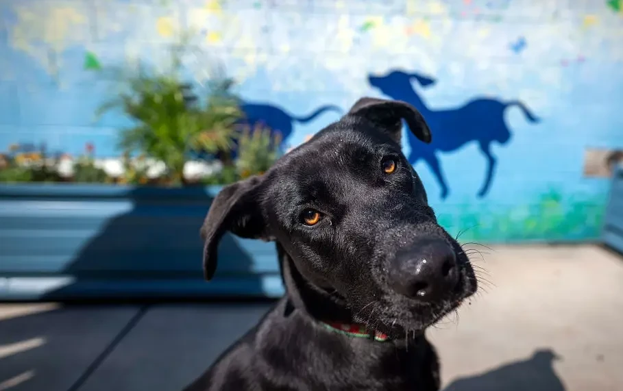 Why cute animal stories melt our hearts