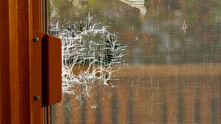 The sneaky way stink bugs are invading your home (& how to stop them)