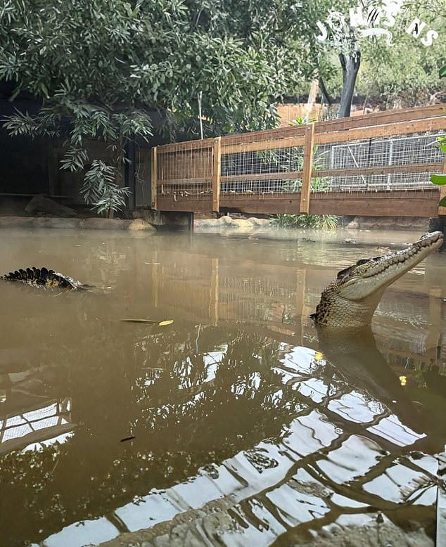 Boy, three, is thrown into crocodile enclosure at zoo: Man arrested on ...