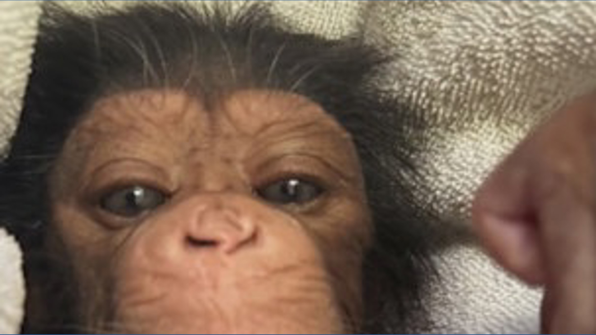 Baby chimpanzee recovers after breaking femur