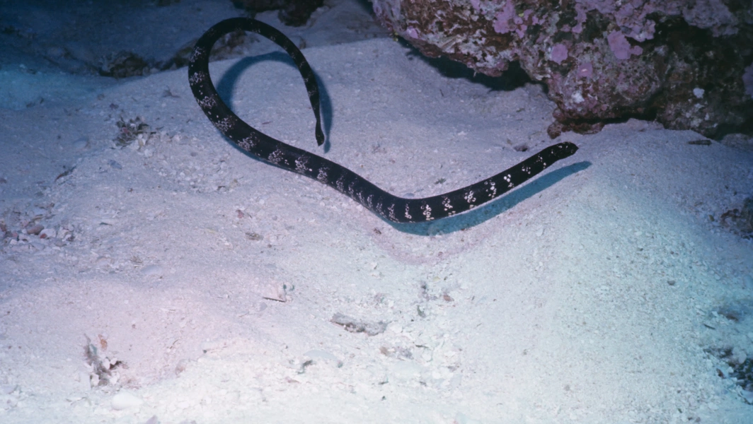 Sea snakes near cities darken skin to shed pollutants