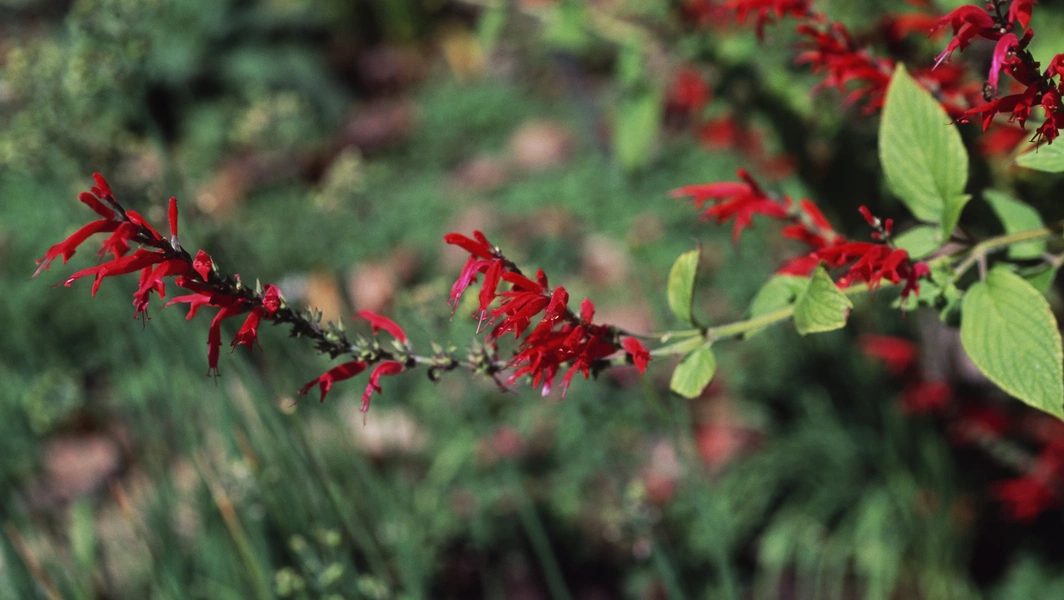 10 ideal companion plants for pineapple sage