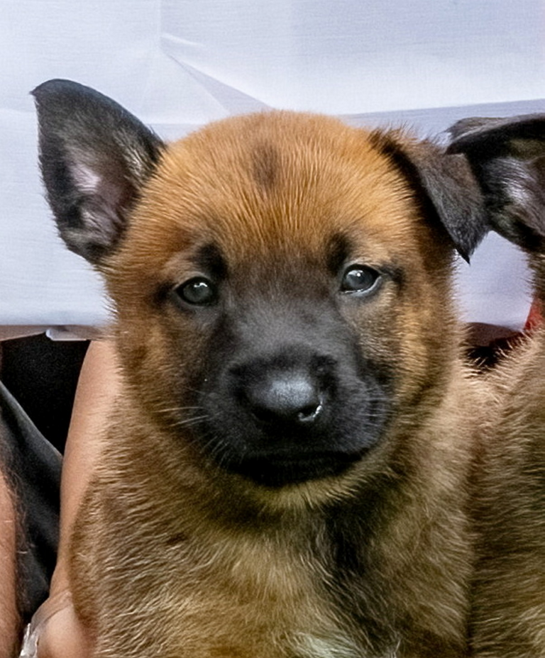 New police puppy recruits named after World Cup stars