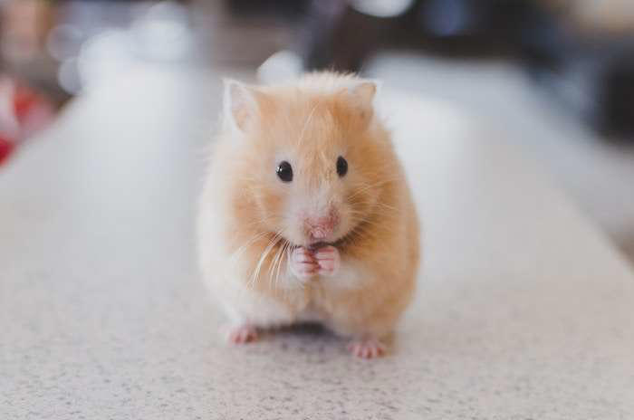 Vienna's graveyards are full of hardcore hamsters