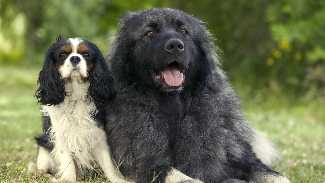 10 gentle dog breeds perfect for families