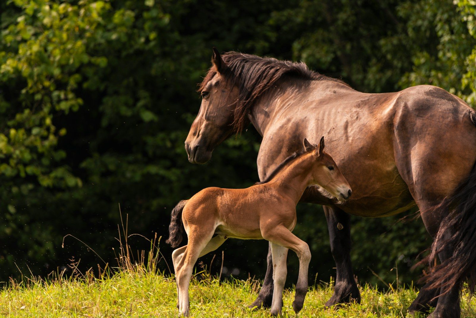 Rescued mare beats the odds and raises her foal after remarkable recovery