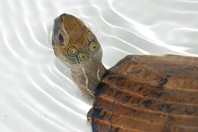 Rare 'four-eyed' turtle wanders into a woman's yard, she immediately ...