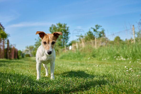 UK dog walkers face up to £500 fine from June 29th as new law comes ...