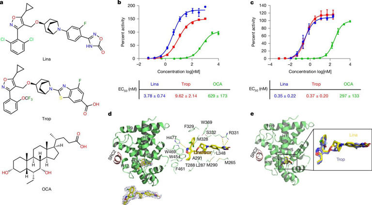 Rhythmic drug dosing may boost safety and efficacy in chronic liver disease