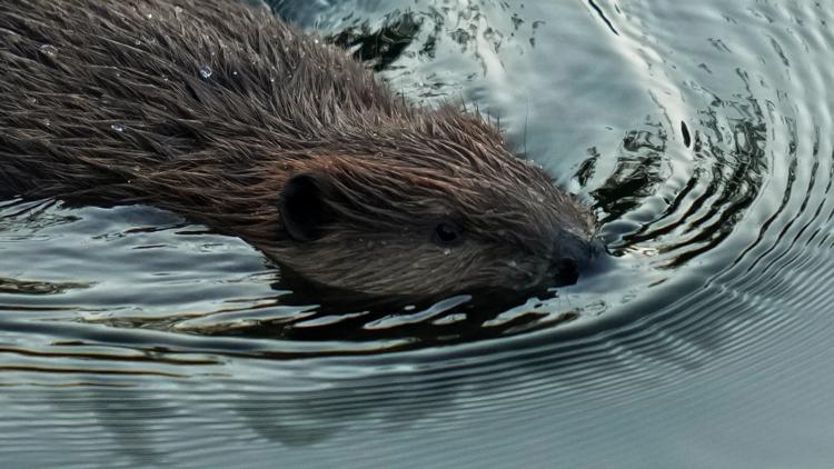 Explosions are coming to Little River. The target: beaver dams.