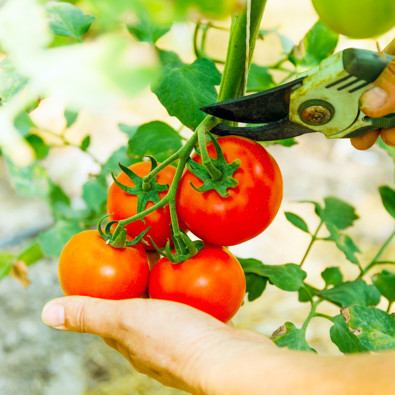 Keep tomato plants producing all summer with my 5 pro growing tips