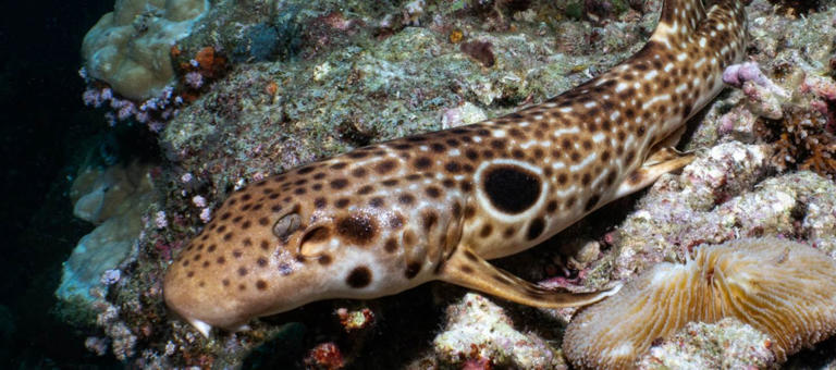A 'walking shark' was seen crawling along the bottom of the seafloor ...