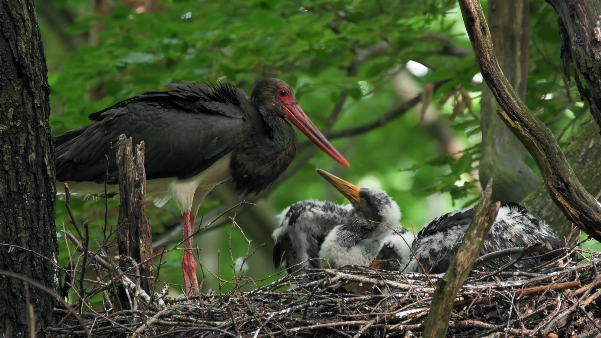 I saw a black stork caring for its young