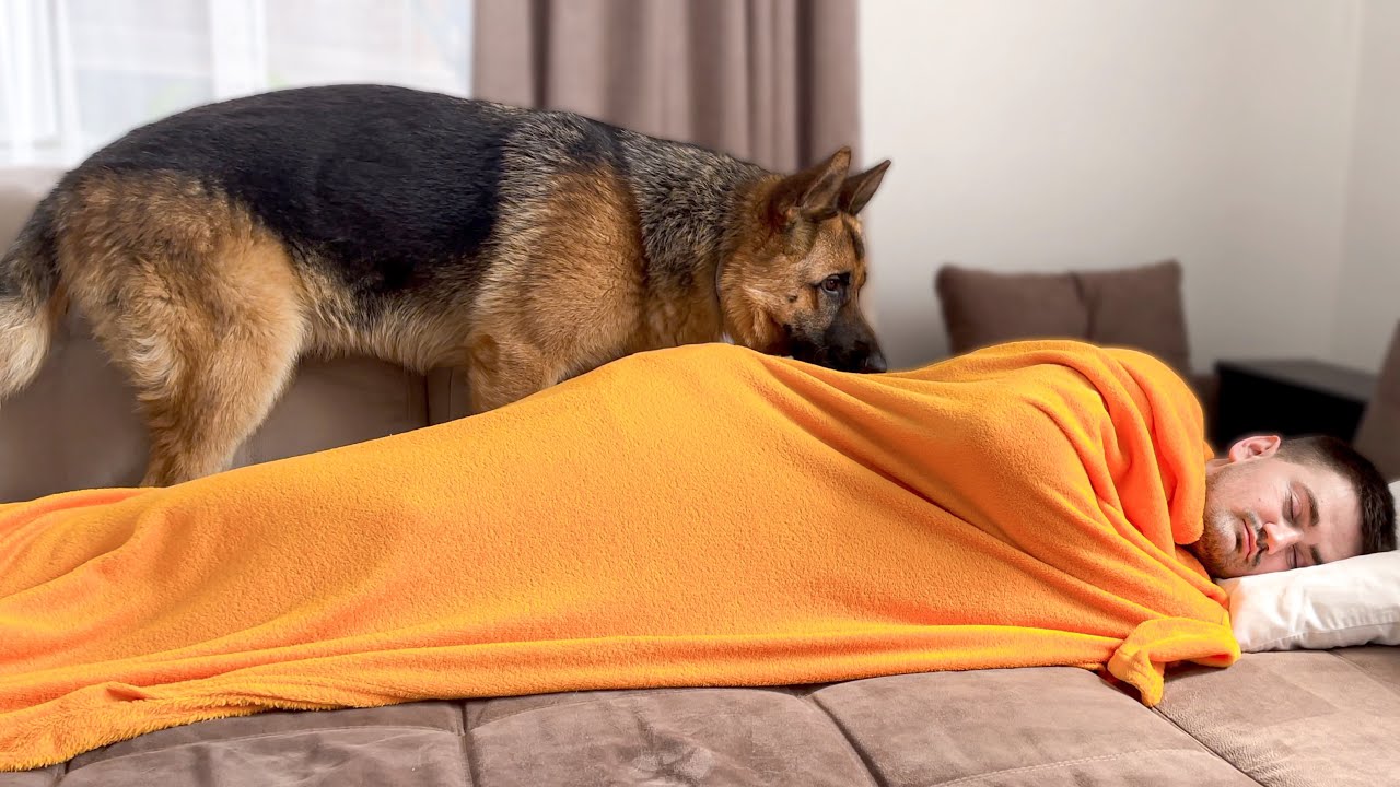What does a German shepherd do when he sees me sleeping?