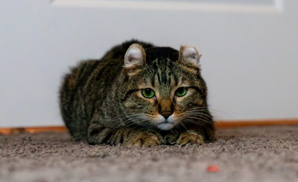 The surprising reasons why cats suddenly walk backward in homes