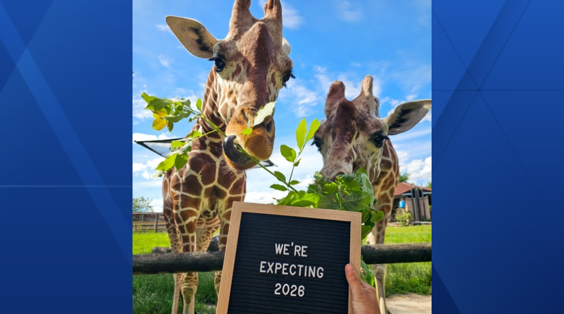 Two giraffes at Blank Park Zoo expecting calves this summer
