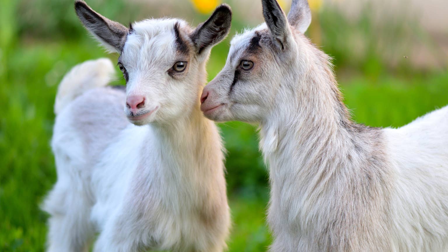 Baby goats melt hearts with their adorable kisses in viral TikTok video
