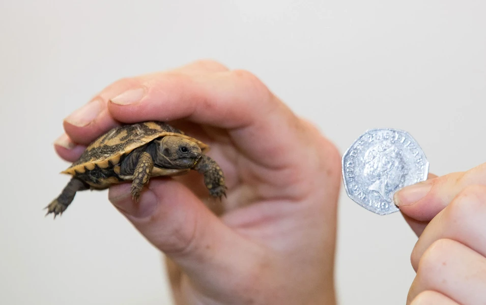 Rare pancake tortoise hatches in UK conservation milestone