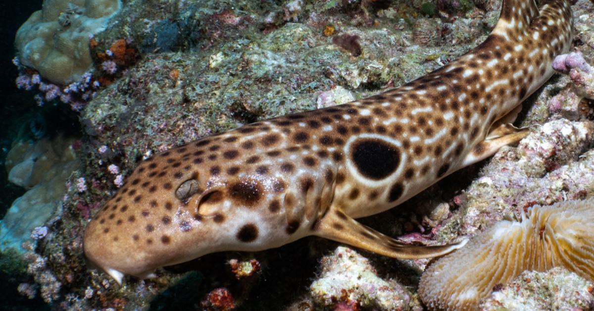 A 'walking shark' was seen crawling along the bottom of the seafloor ...