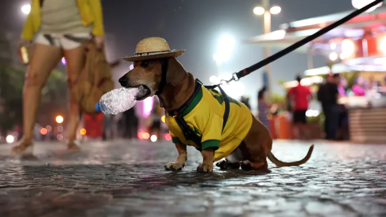 Brazil dog raises question of whether yellow cards and red cards look ...