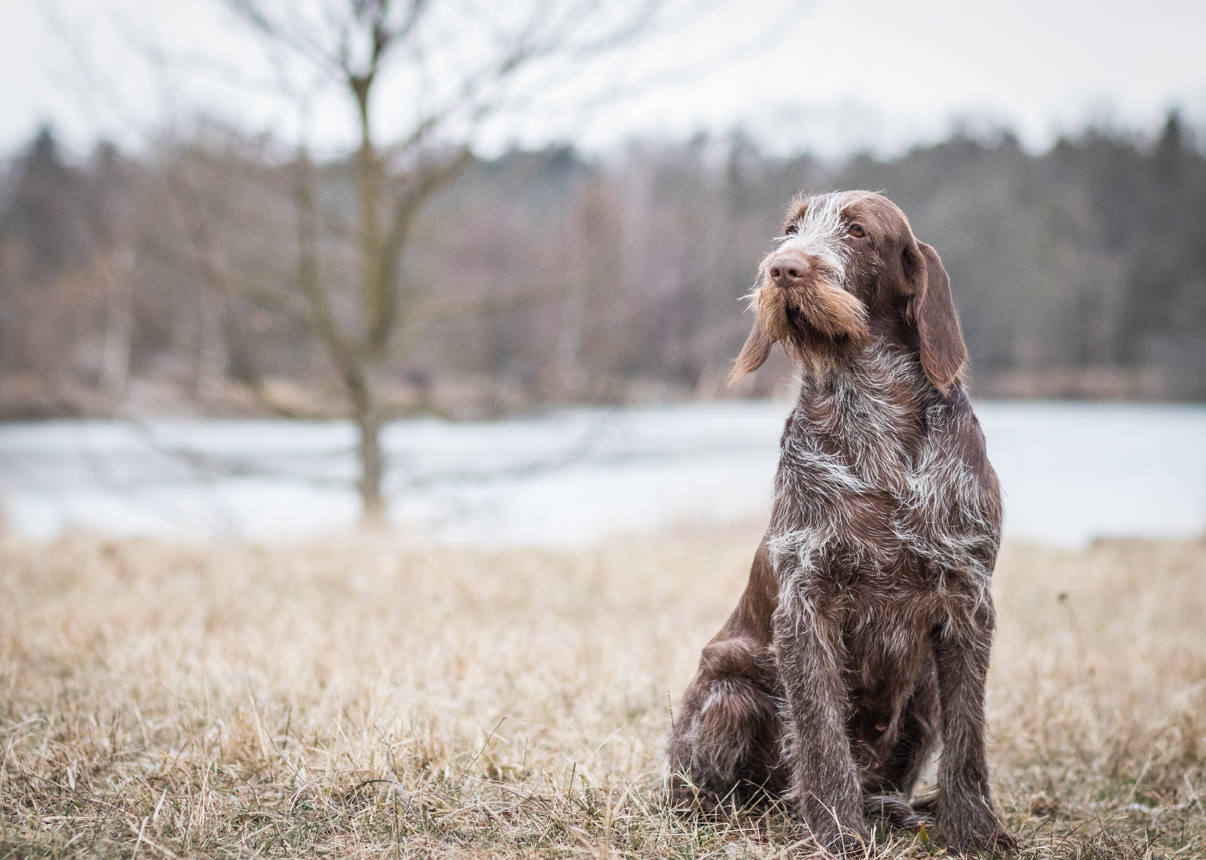 Every new dog breed the American Kennel Club has recognized since 2000 ...