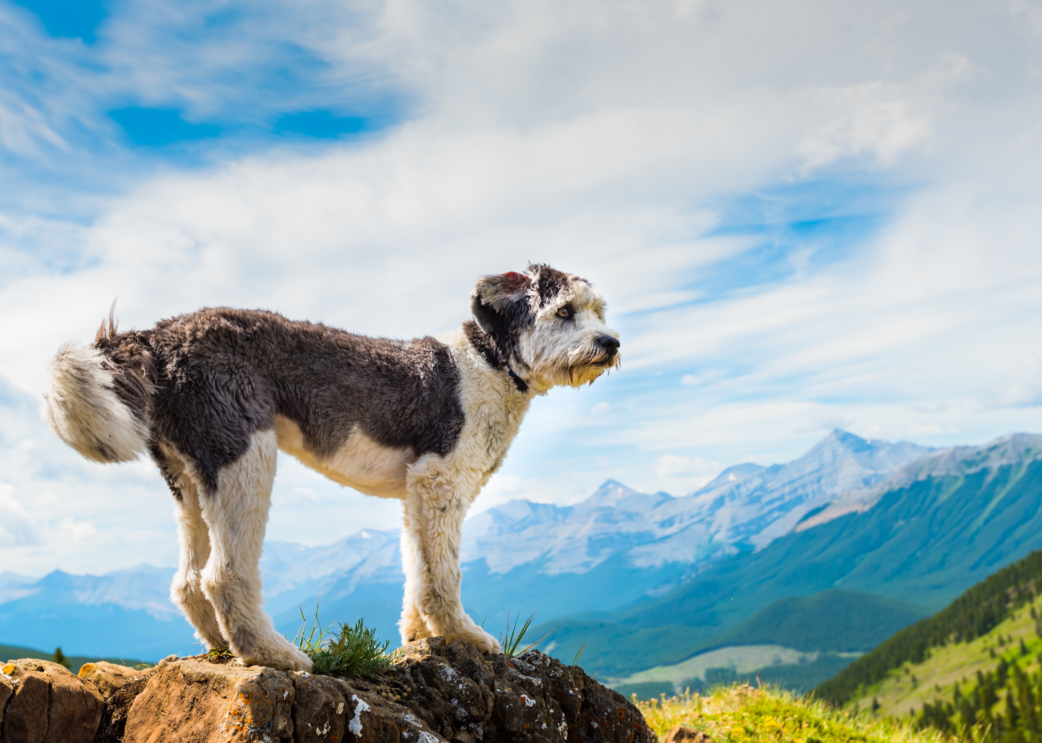 Every new dog breed the American Kennel Club has recognized since 2000 ...