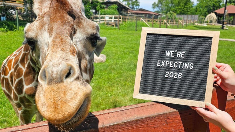 Blank Park Zoo expecting two giraffe calves this summer