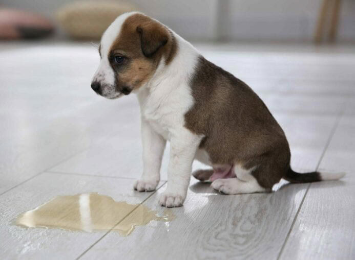 Use simple fixes to solve puppy potty training regression