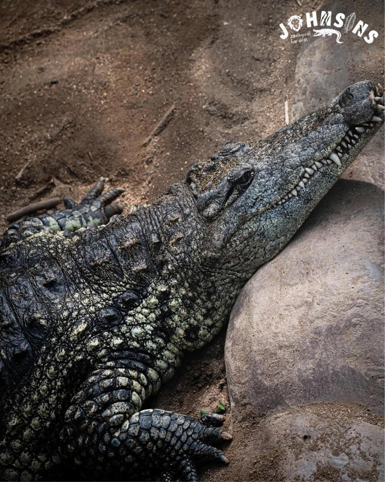 Zoo owner’s wife jumps in to save boy, three, 'thrown into' crocodile ...