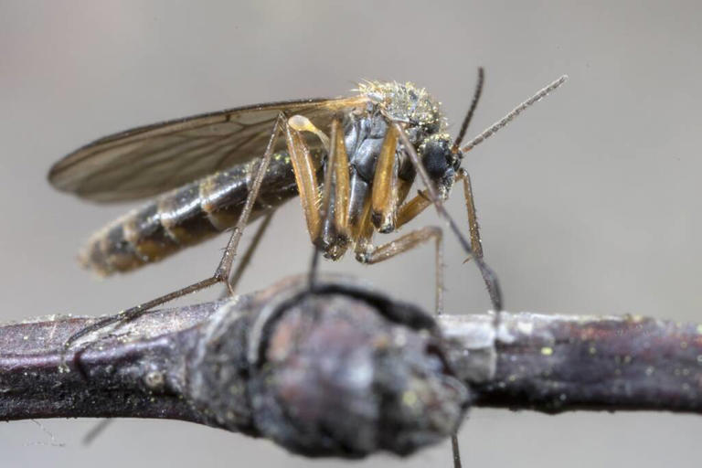 Caldo e zanzare, stagione partita in anticipo: Arpal monitora le specie ...