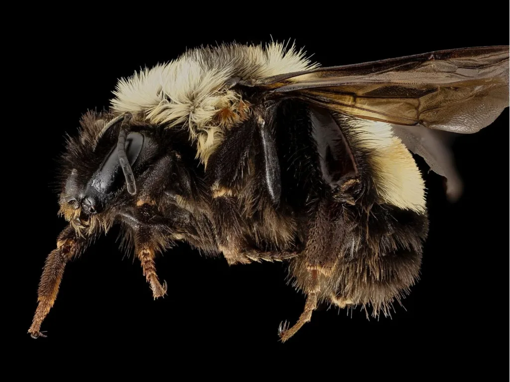 Bee-lieve it: America’s first endangered bee lands 1.5M protected acres