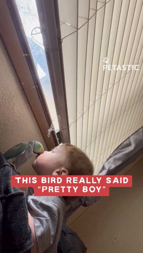 Parrot says sweet compliments that melt everyone’s heart