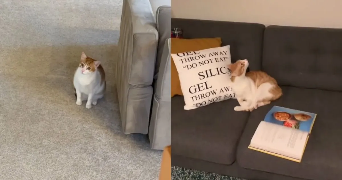 Cat's 'Mean Girl' energy stays dominant with his archenemy