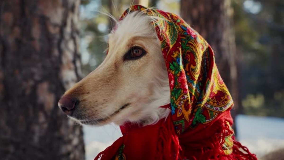 These dog breeds could be Disney princesses because of their personalities